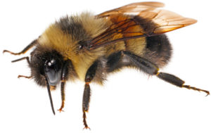 Nid de bourdon que faire? - Comment se protéger des bourdons ...